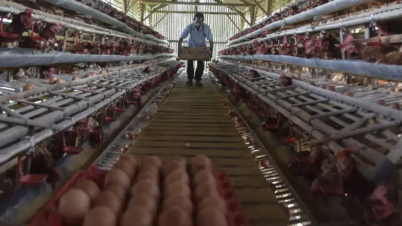 Pemerintah Tingkatkan Penyerapan MBG untuk Stabilkan Harga Telur dan Ayam